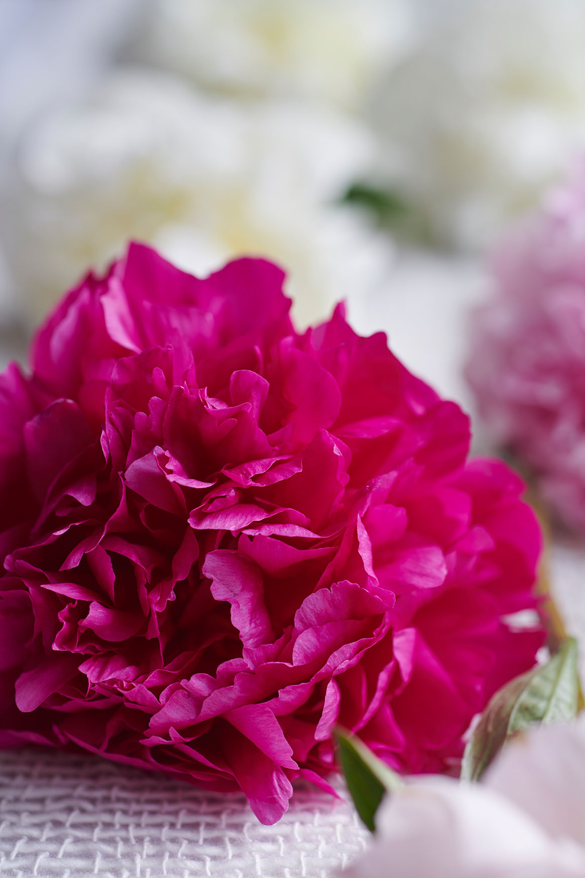 June - Peony - British Florist Association